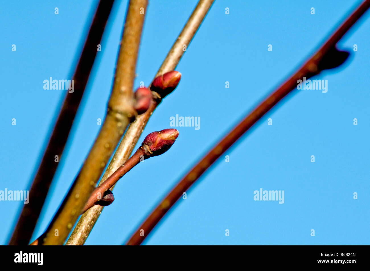 Bud Of A Tree Stock Photo - Alamy
