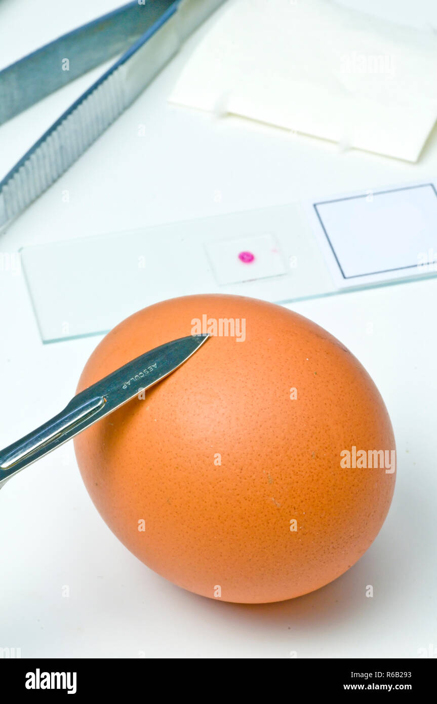 Egg examination hi-res stock photography and images - Alamy