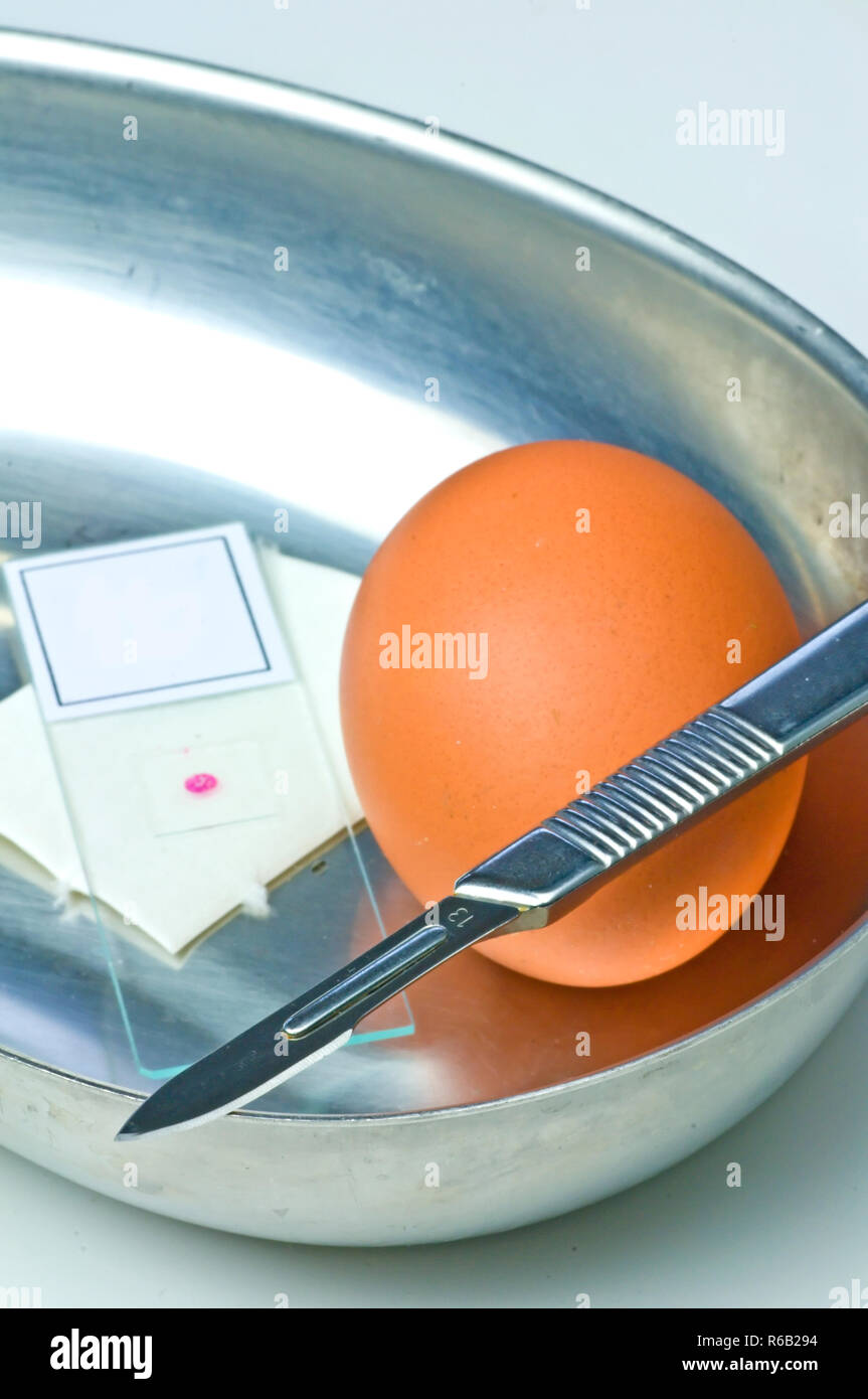 Egg examination hi-res stock photography and images - Alamy