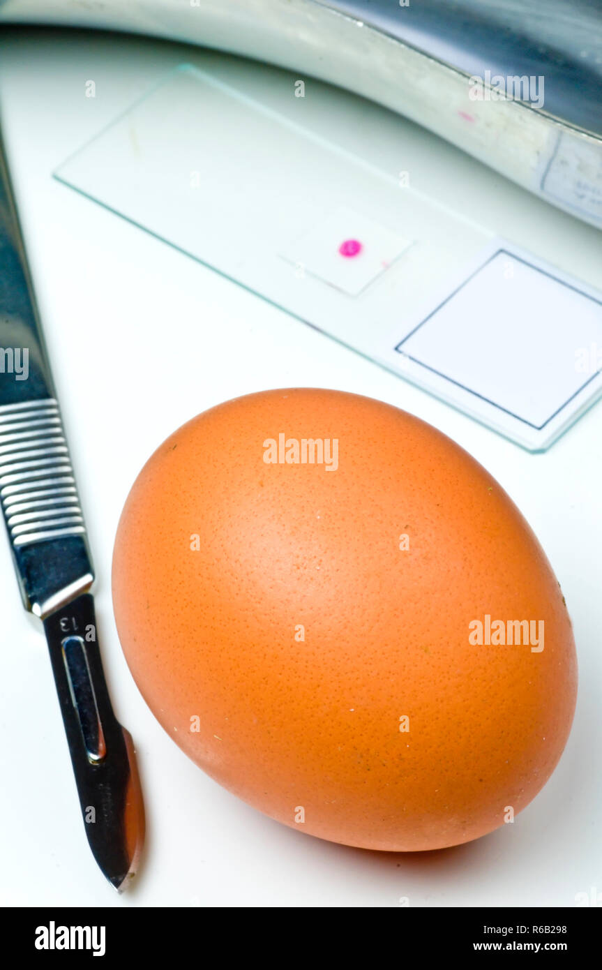 Examination Of Eggs Stock Photo - Alamy