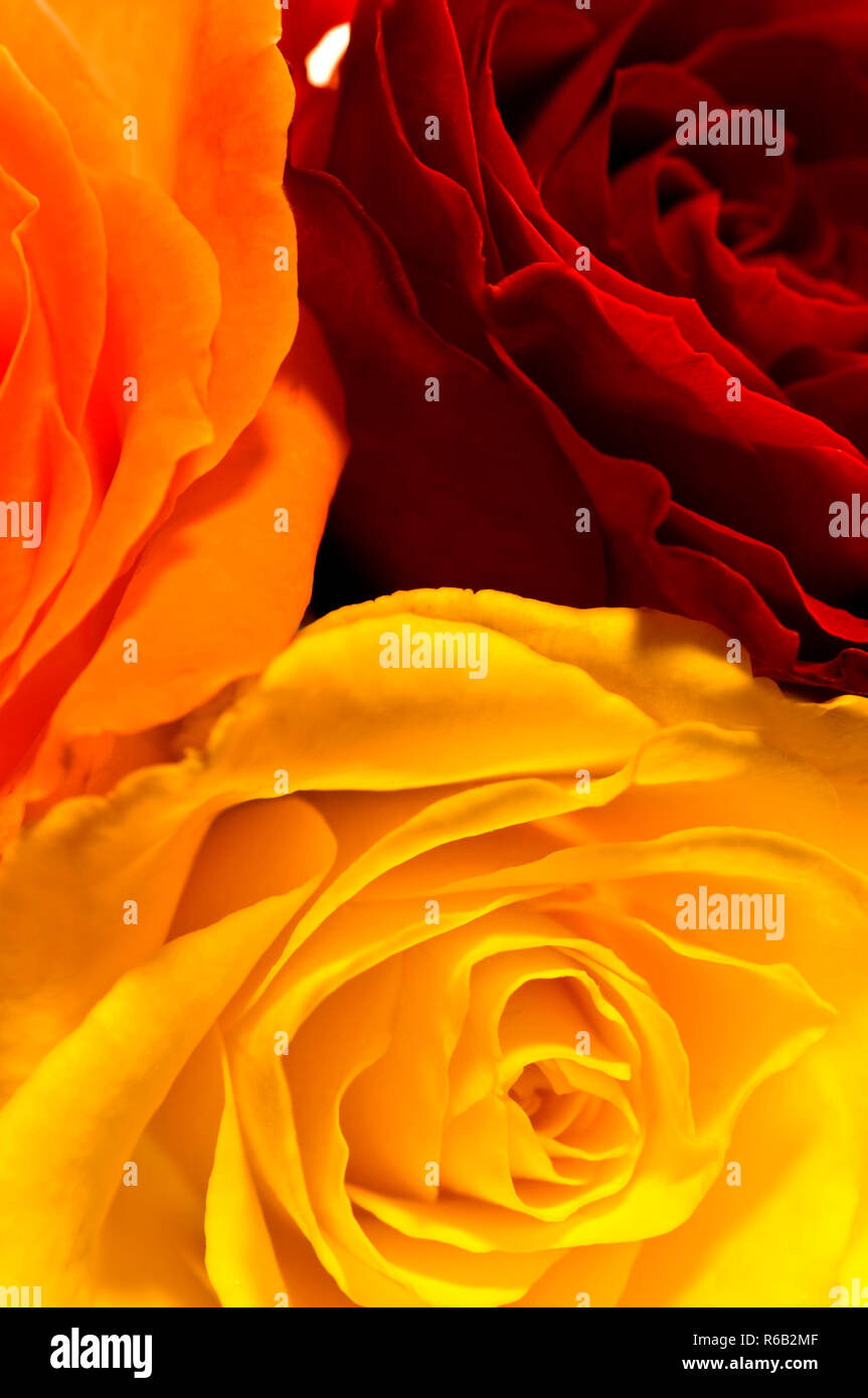 Roses In Three Colors Stock Photo - Alamy