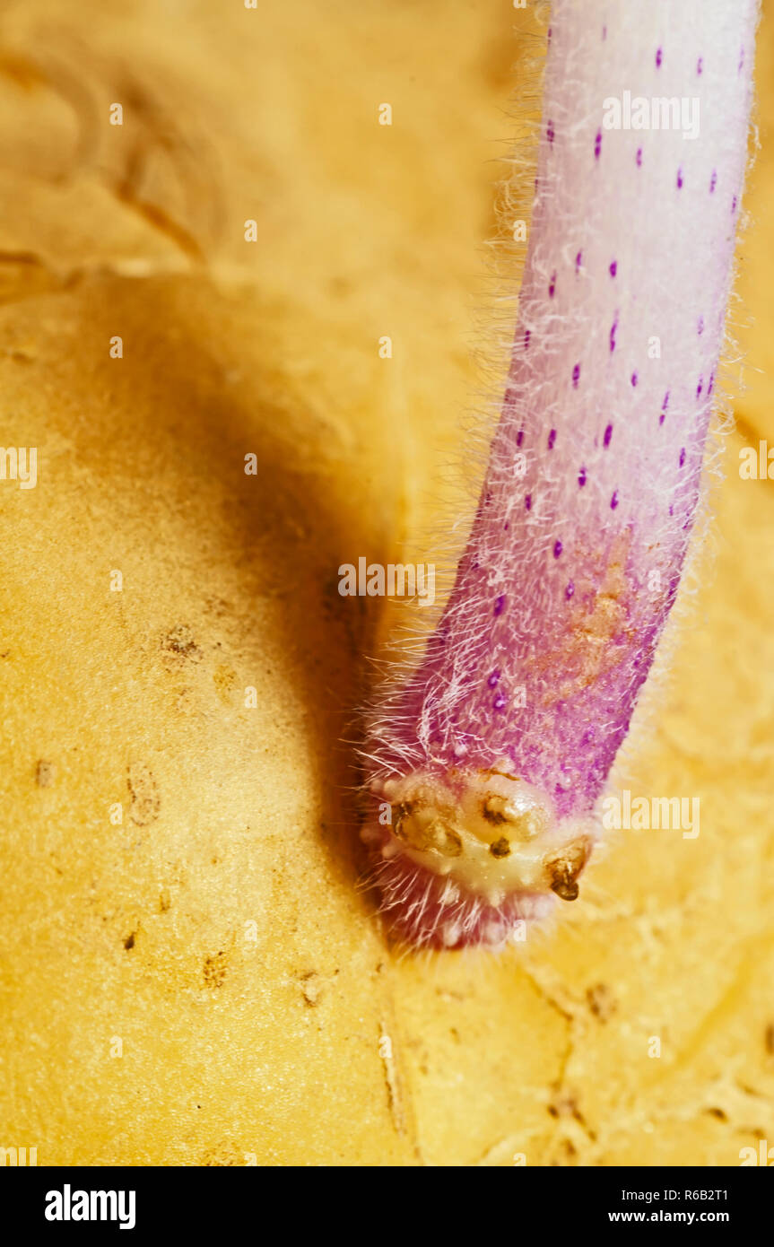 Potato shoot hi-res stock photography and images - Alamy