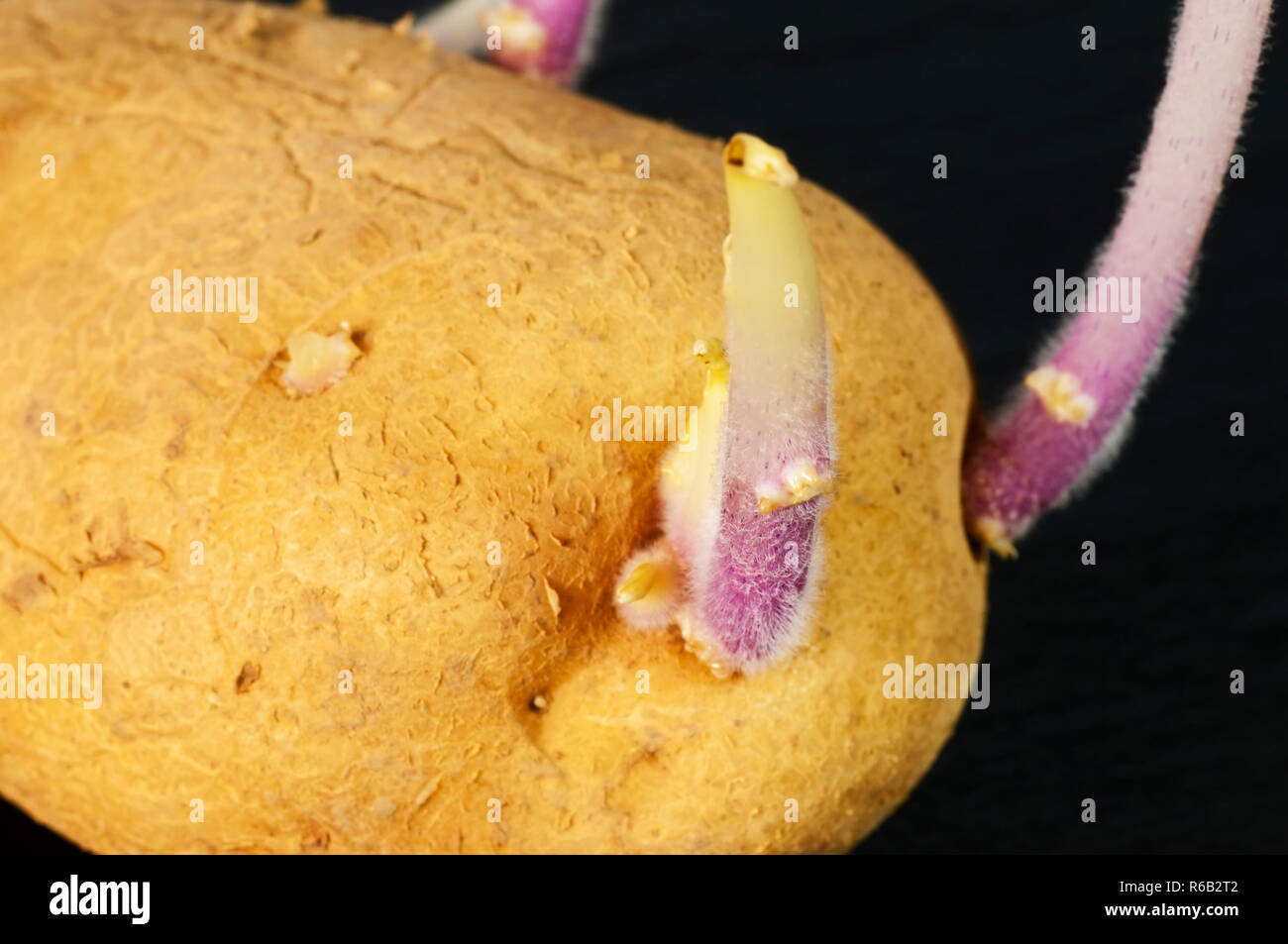 Potato shoot hi-res stock photography and images - Alamy