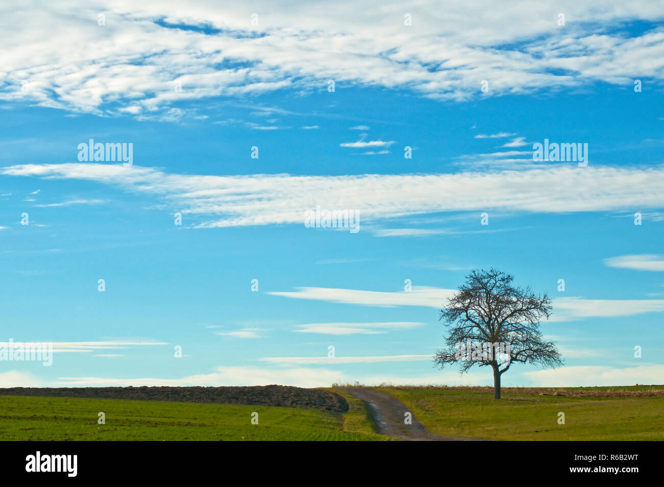 Tree In Early Spring Stock Photo - Alamy