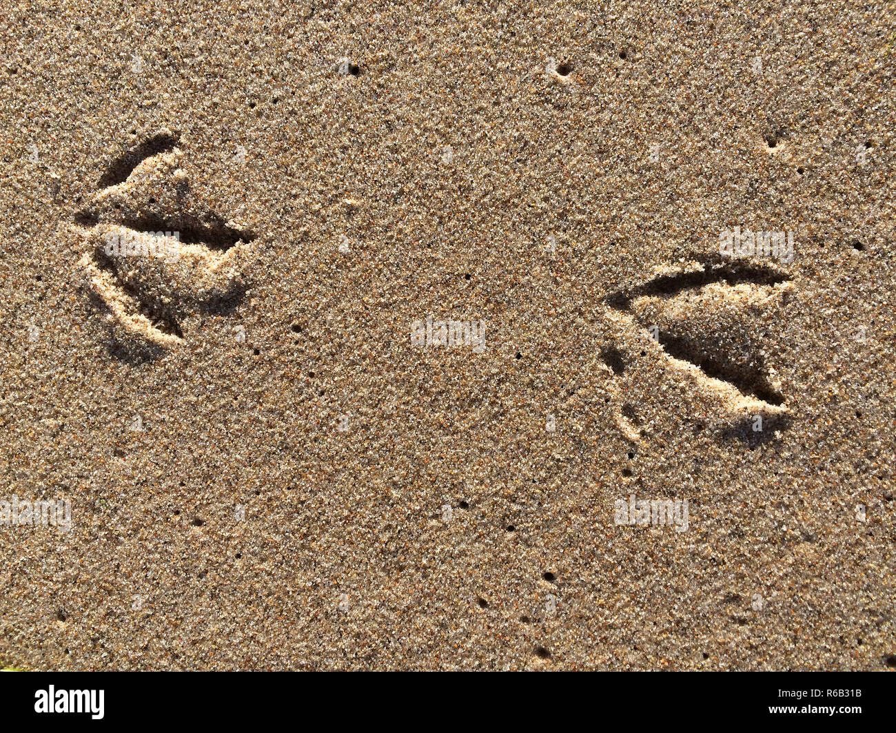 Tracks Of A Gull In Sand Stock Photo - Alamy