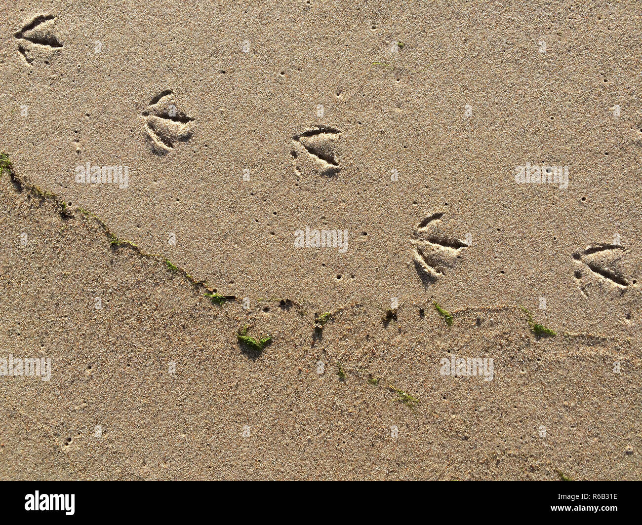 Tracks Of A Gull In Sand Stock Photo - Alamy
