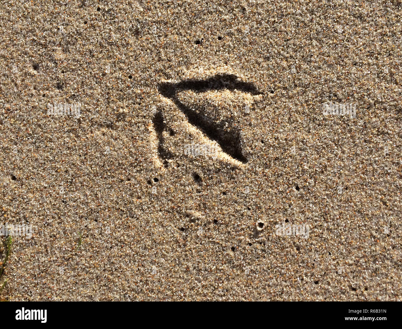 Tracks Of A Gull In Sand Stock Photo - Alamy