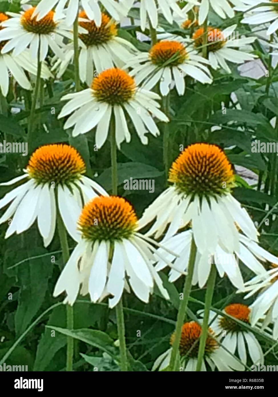 Cone flower closeup hi-res stock photography and images - Alamy