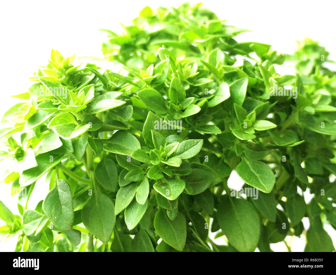Popular Herb Basil High Resolution Stock Photography and Images - Alamy