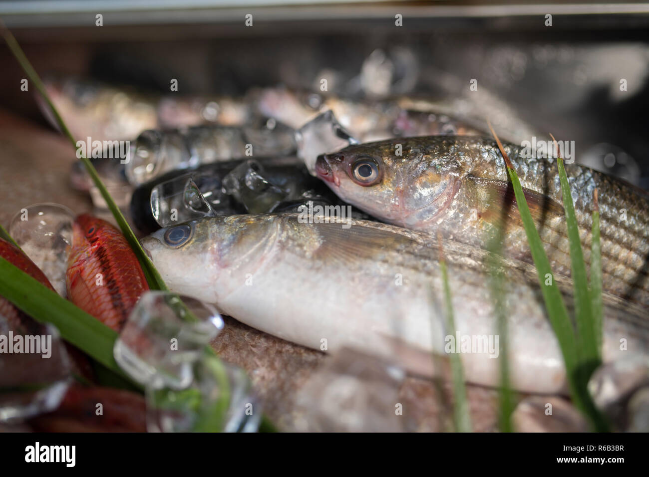 Lobster, octopus, red mullet, boops boops, sea bass, sea bream, white ...