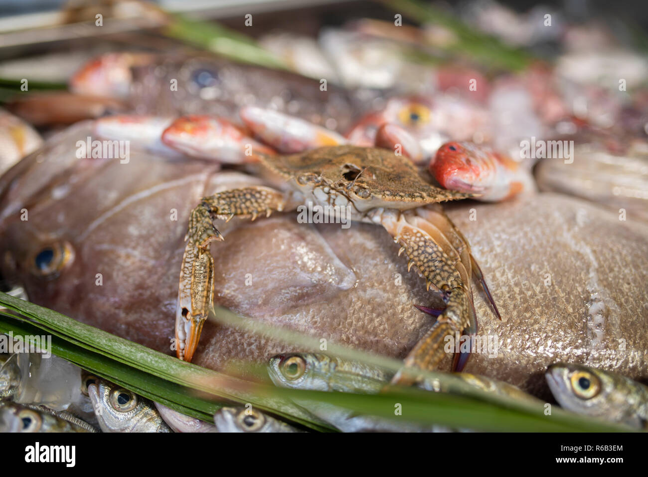 Lobster, octopus, red mullet, boops boops, sea bass, sea bream, white ...