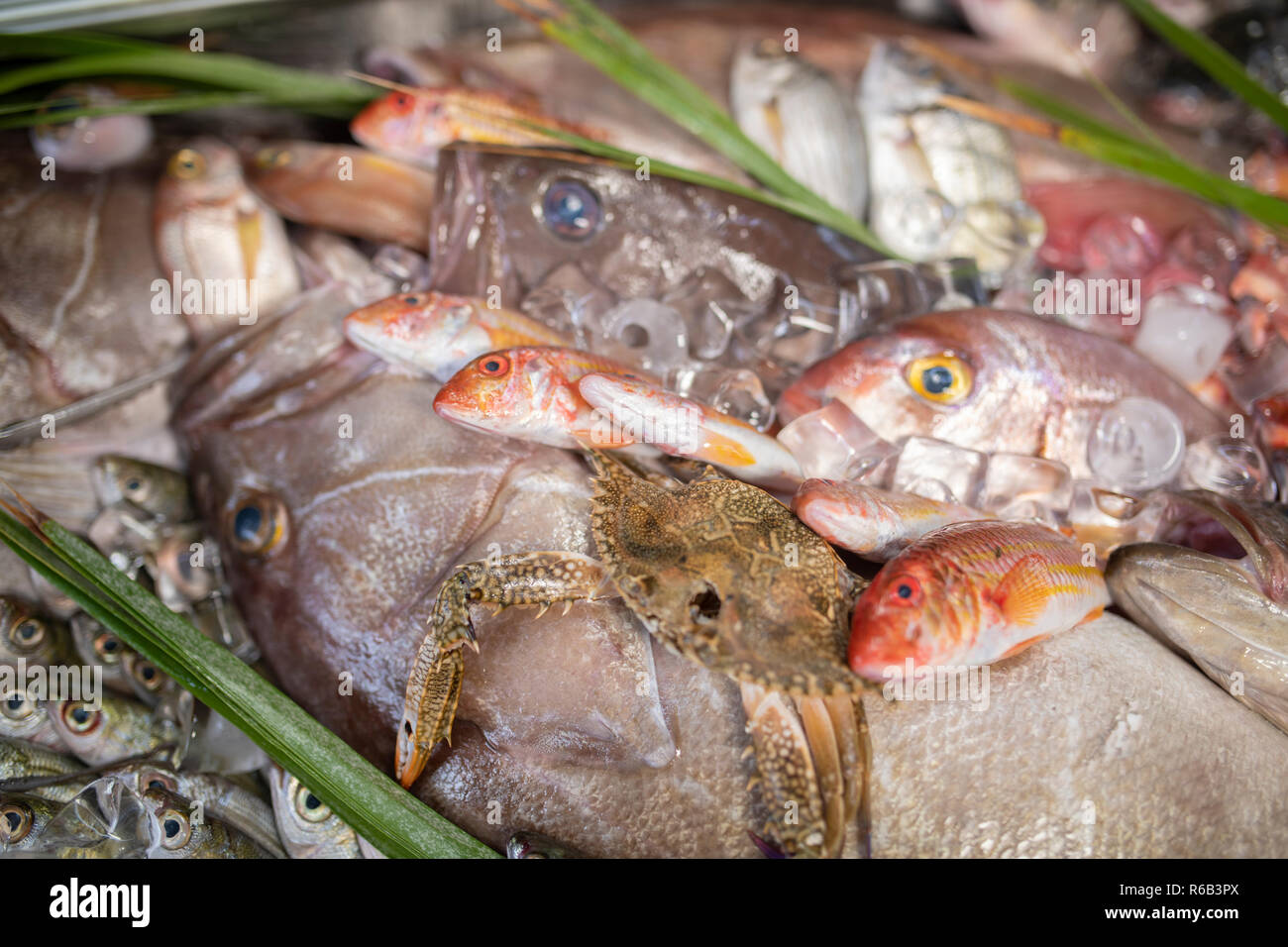 Lobster, octopus, red mullet, boops boops, sea bass, sea bream, white ...