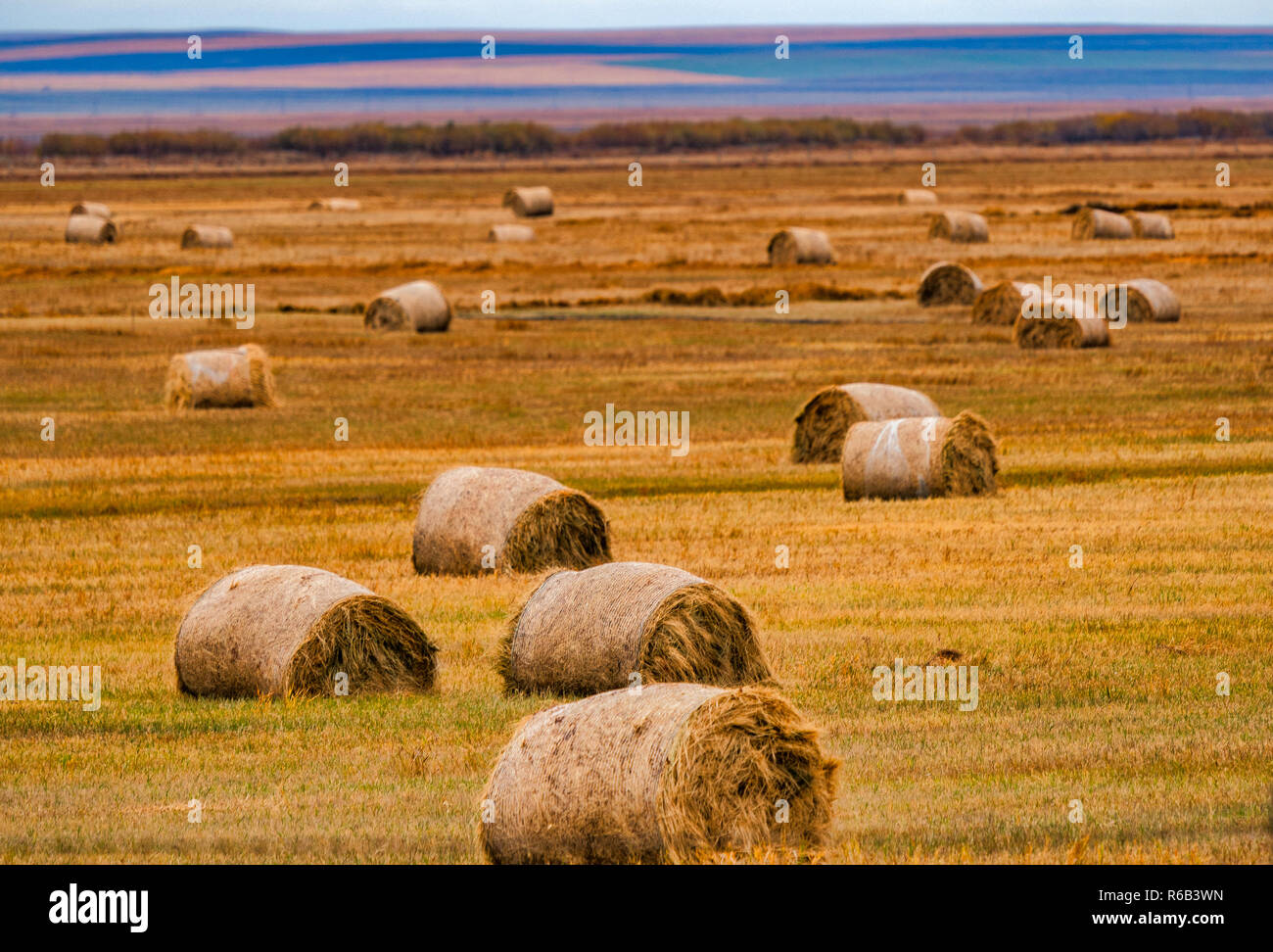 Bales of Hay in Field during Autumn in Hulun Buir Grasslands, Inner ...