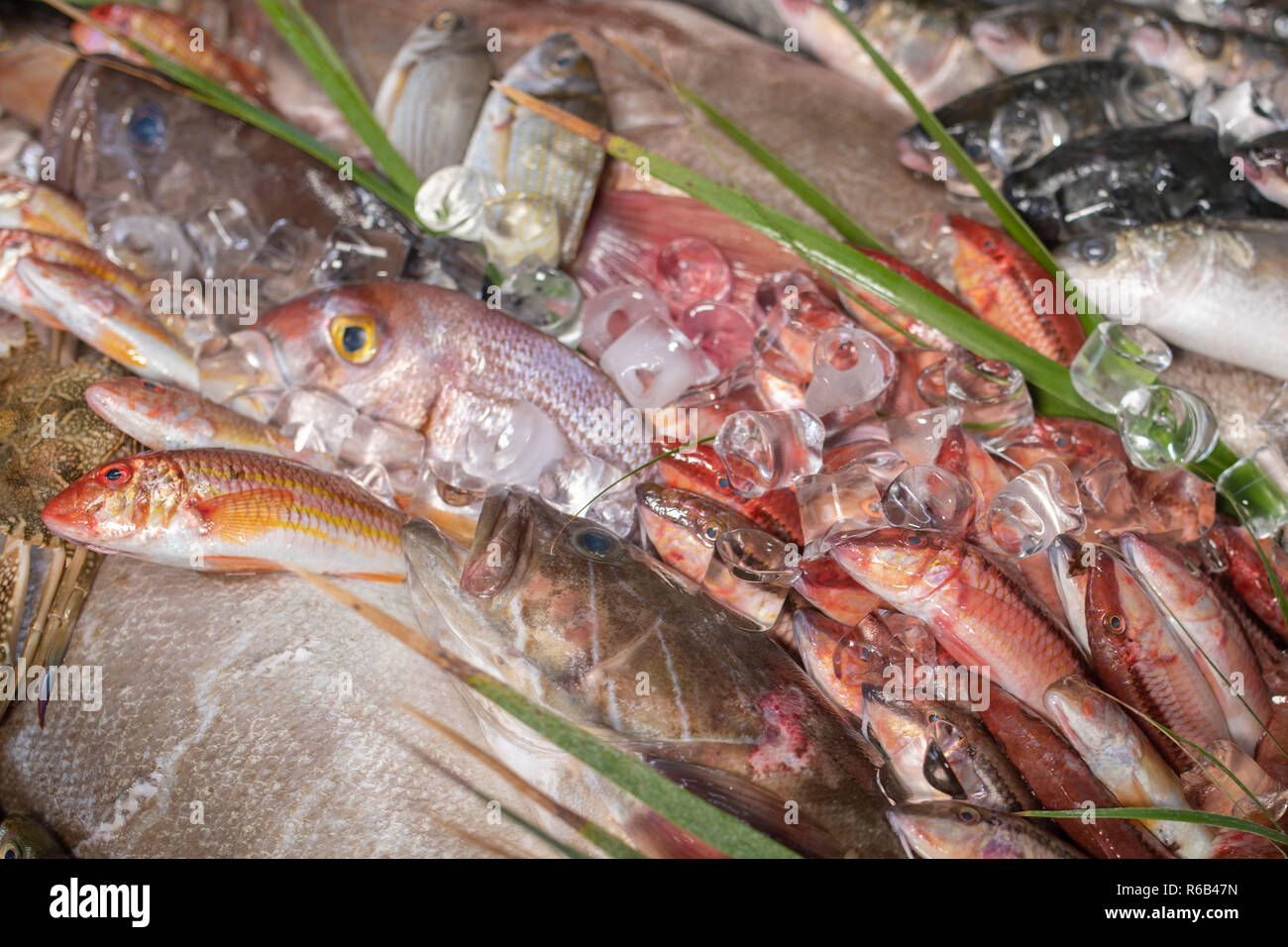 Lobster, octopus, red mullet, boops boops, sea bass, sea bream, white ...