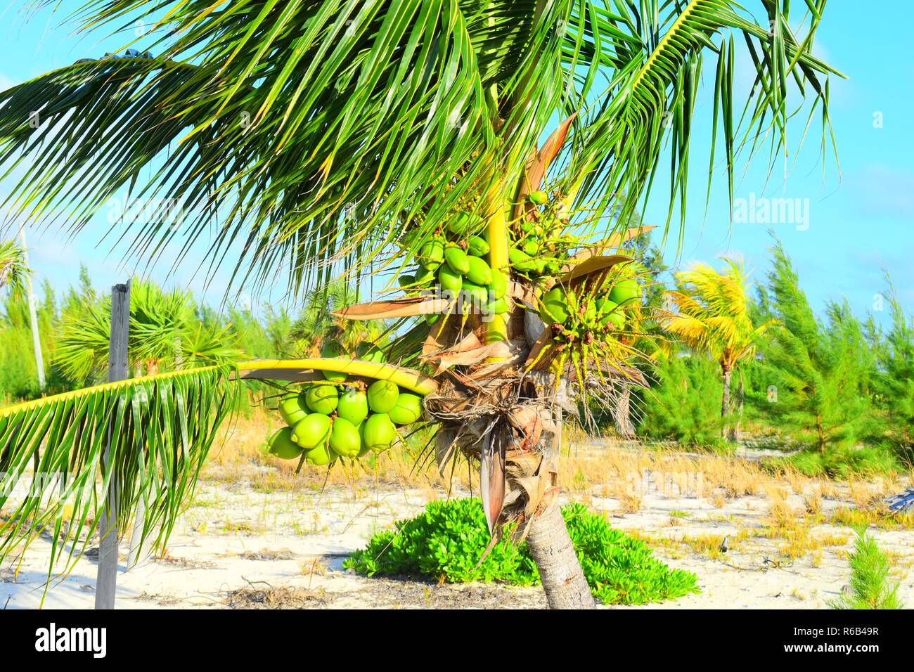 Coconut tree on the beach Stock Photo - Alamy