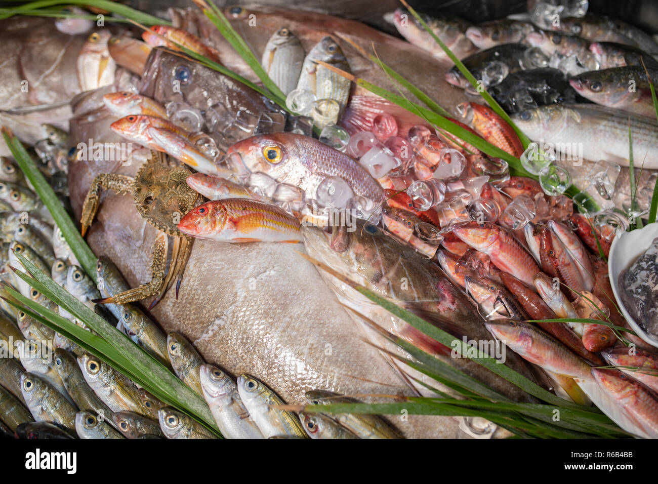 Lobster, octopus, red mullet, boops boops, sea bass, sea bream, white ...