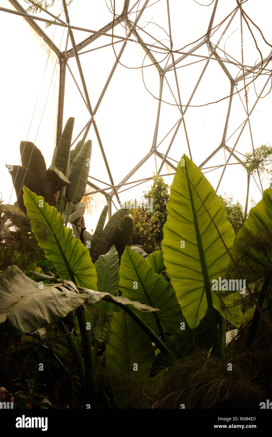 Eden project indoor waterfall hi-res stock photography and images - Alamy