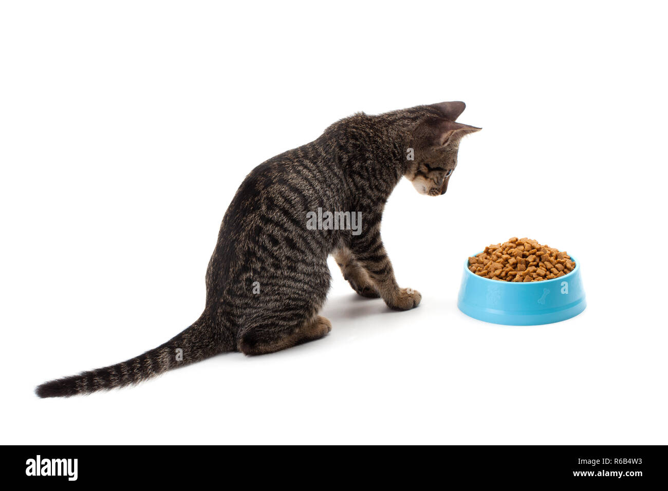 Young cat eating food Cut Out Stock Images & Pictures - Alamy