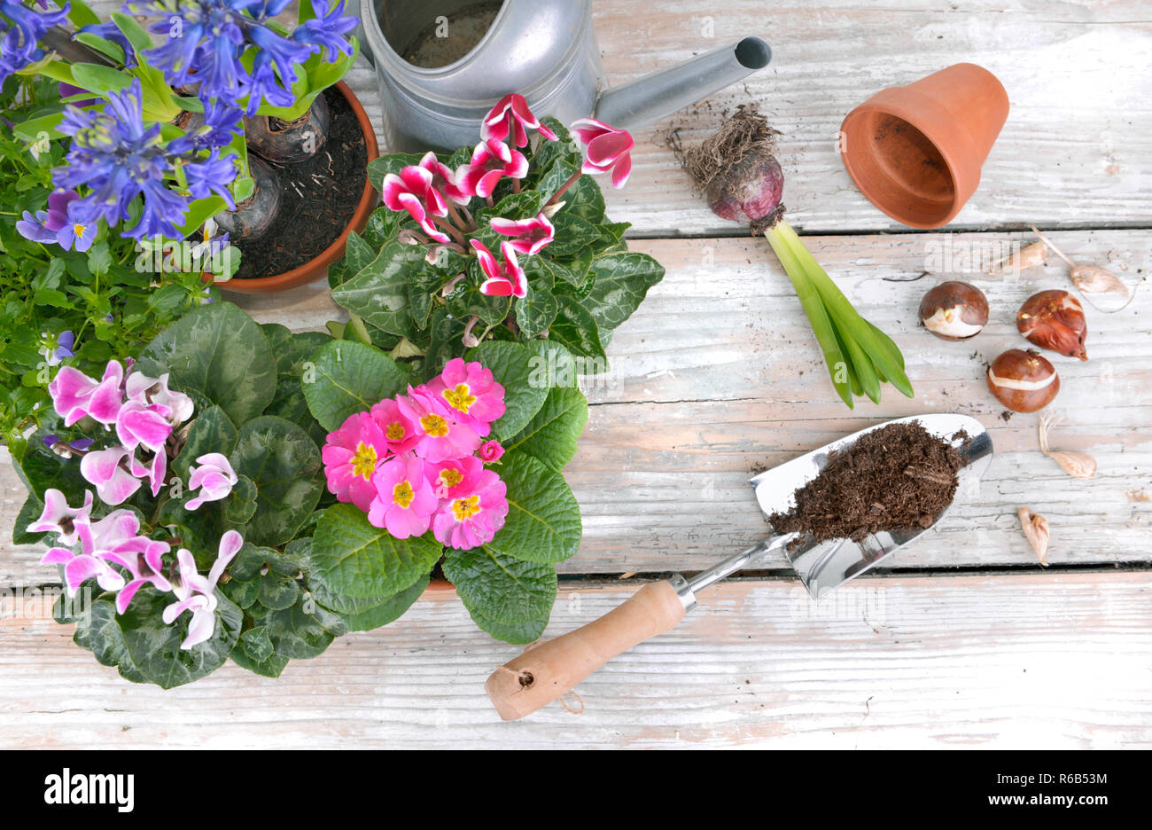 blooming flowers and bulbs put on a garden table for potting Stock ...