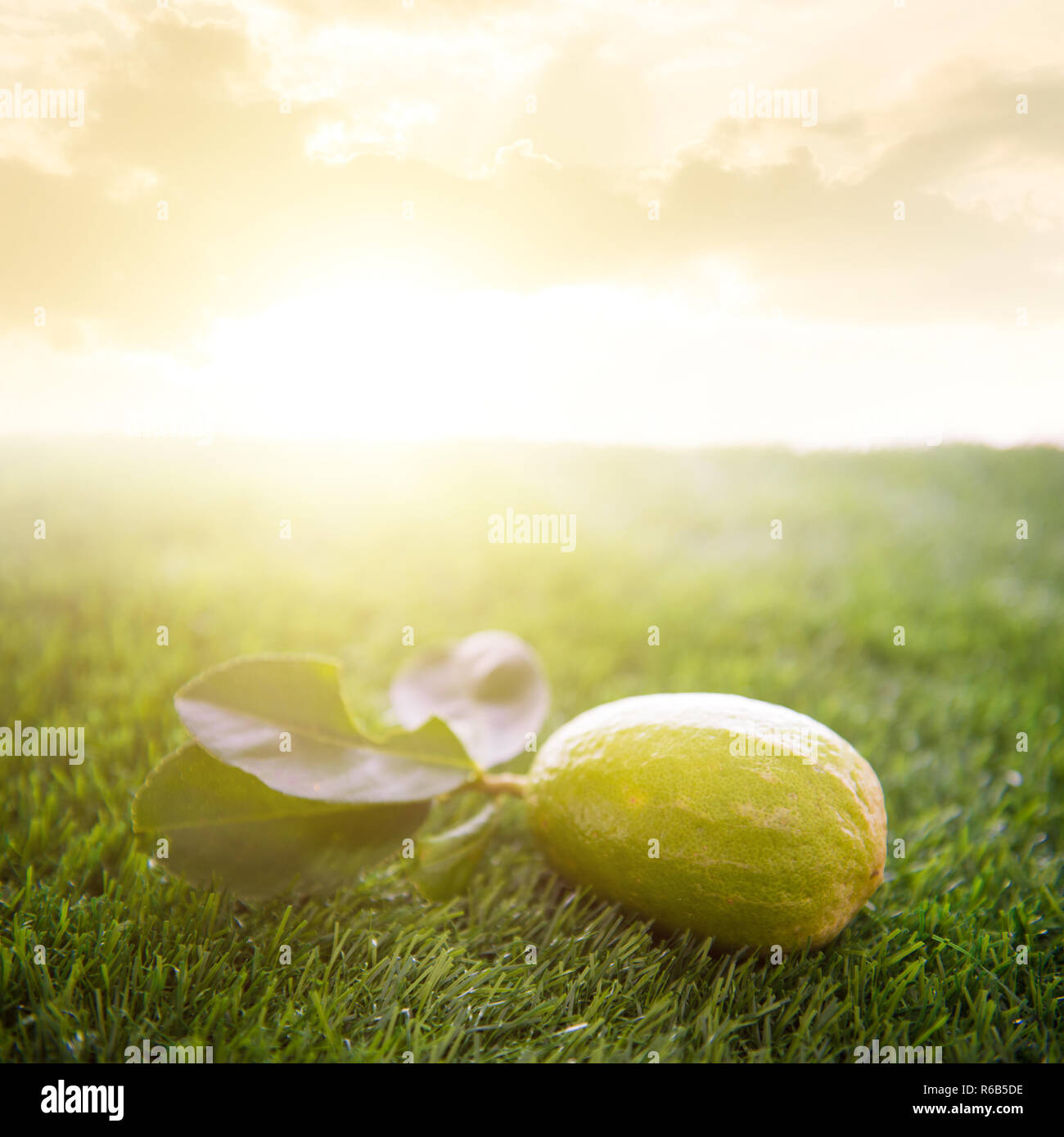 Fruit sun damage hi-res stock photography and images - Alamy