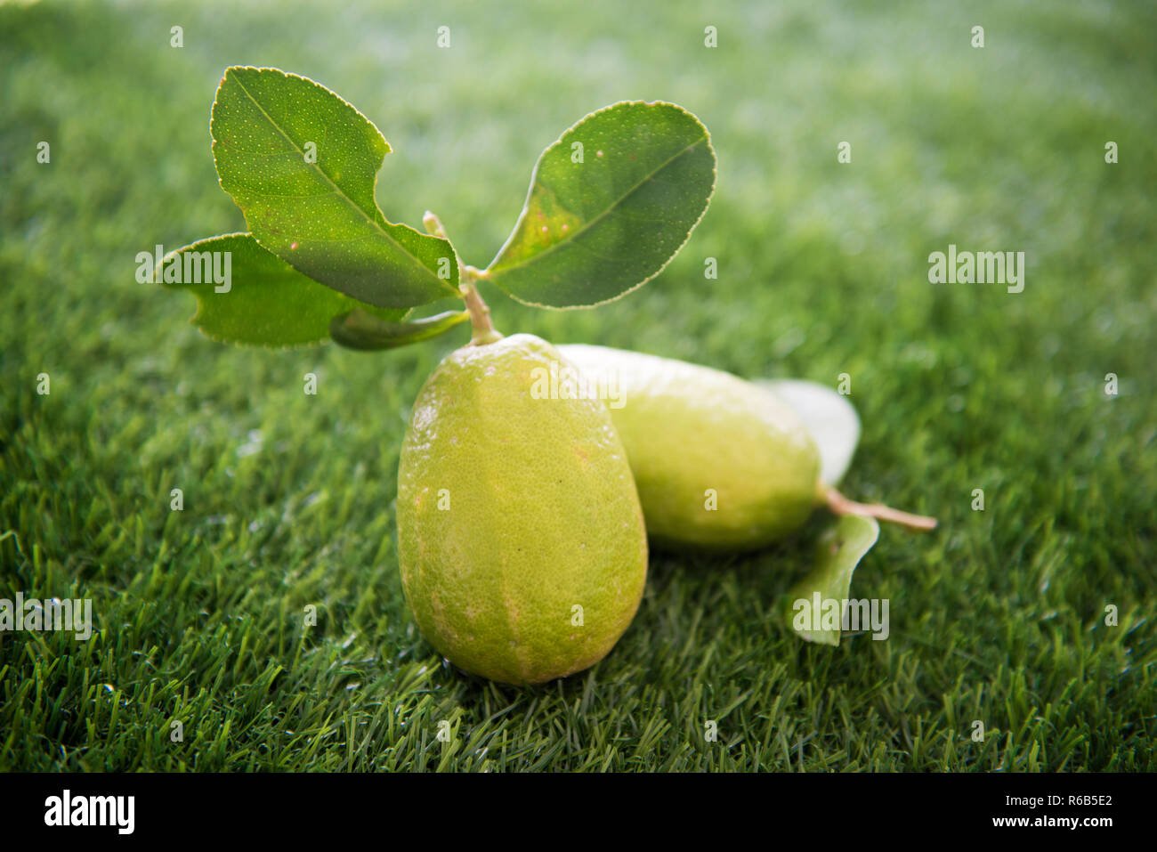Chemical damage to grass hi-res stock photography and images - Alamy