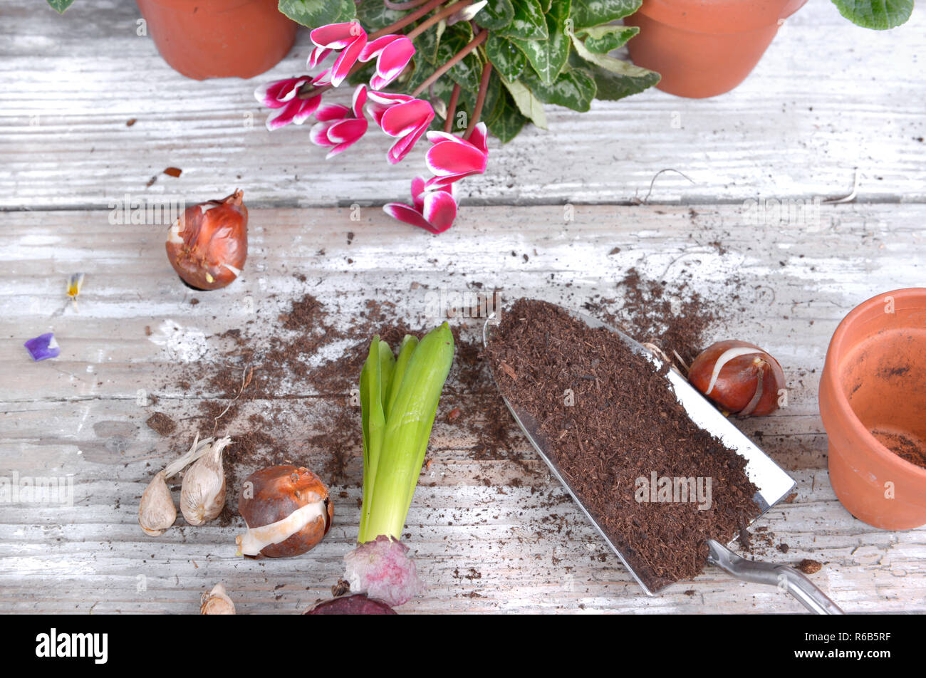blooming flowers and bulbs put on a garden table for potting Stock ...