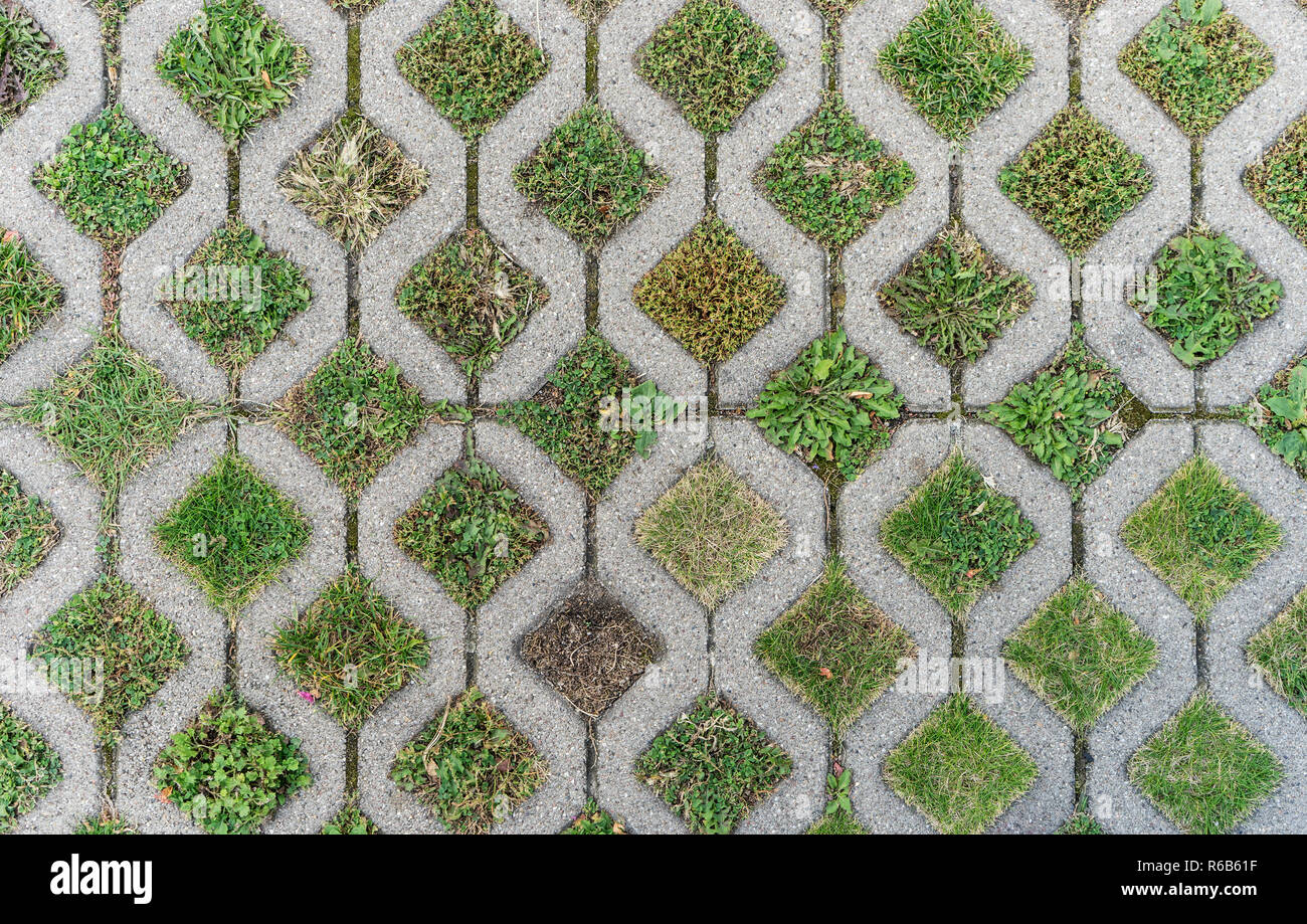 Top view of gray Paving stones with different grasses and wild herbs ...
