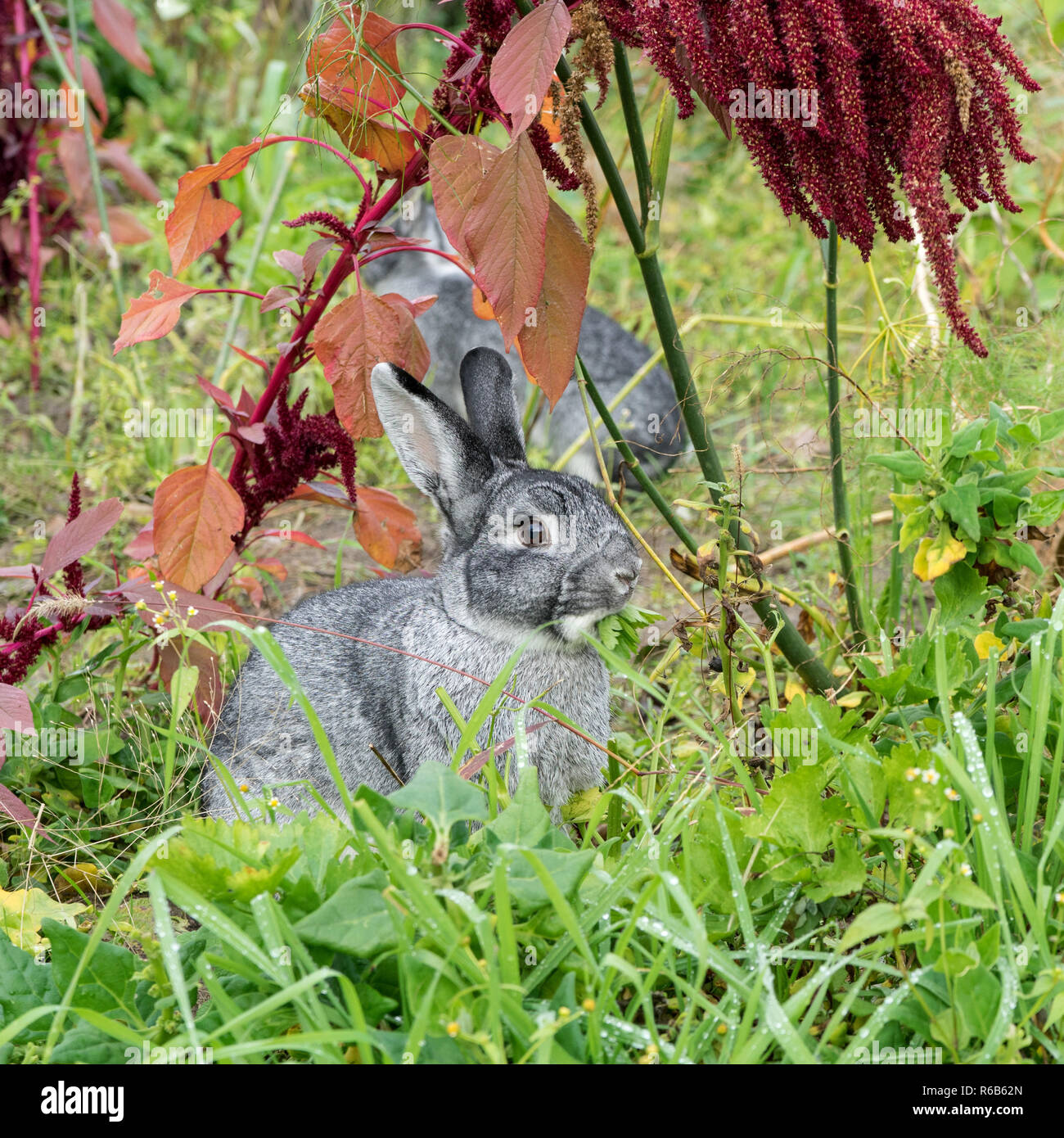 Chinchilla jumping hi-res stock photography and images - Alamy