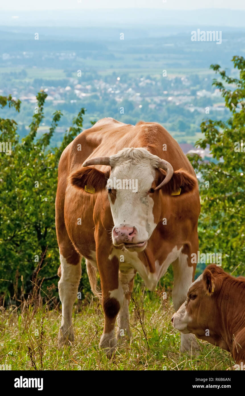 Cow With Panoramic View Stock Photo - Alamy