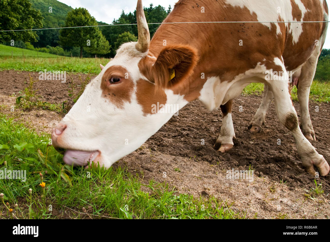 Cow With Panoramic View Stock Photo - Alamy