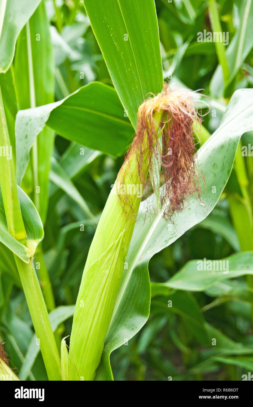 Unripe corn hi-res stock photography and images - Alamy