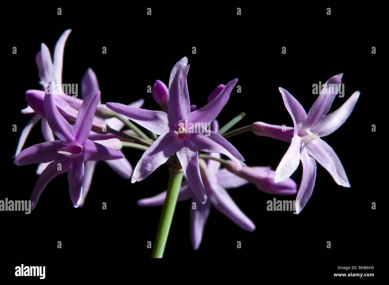 Wild Garlic Of South-Africa Stock Photo - Alamy