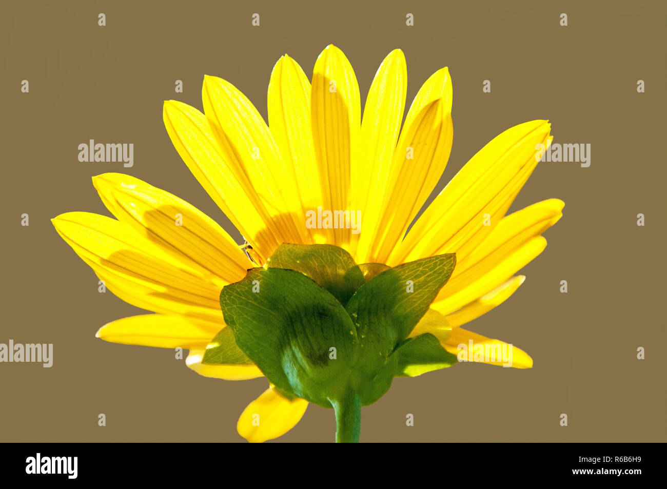 Frontlit hi-res stock photography and images - Alamy