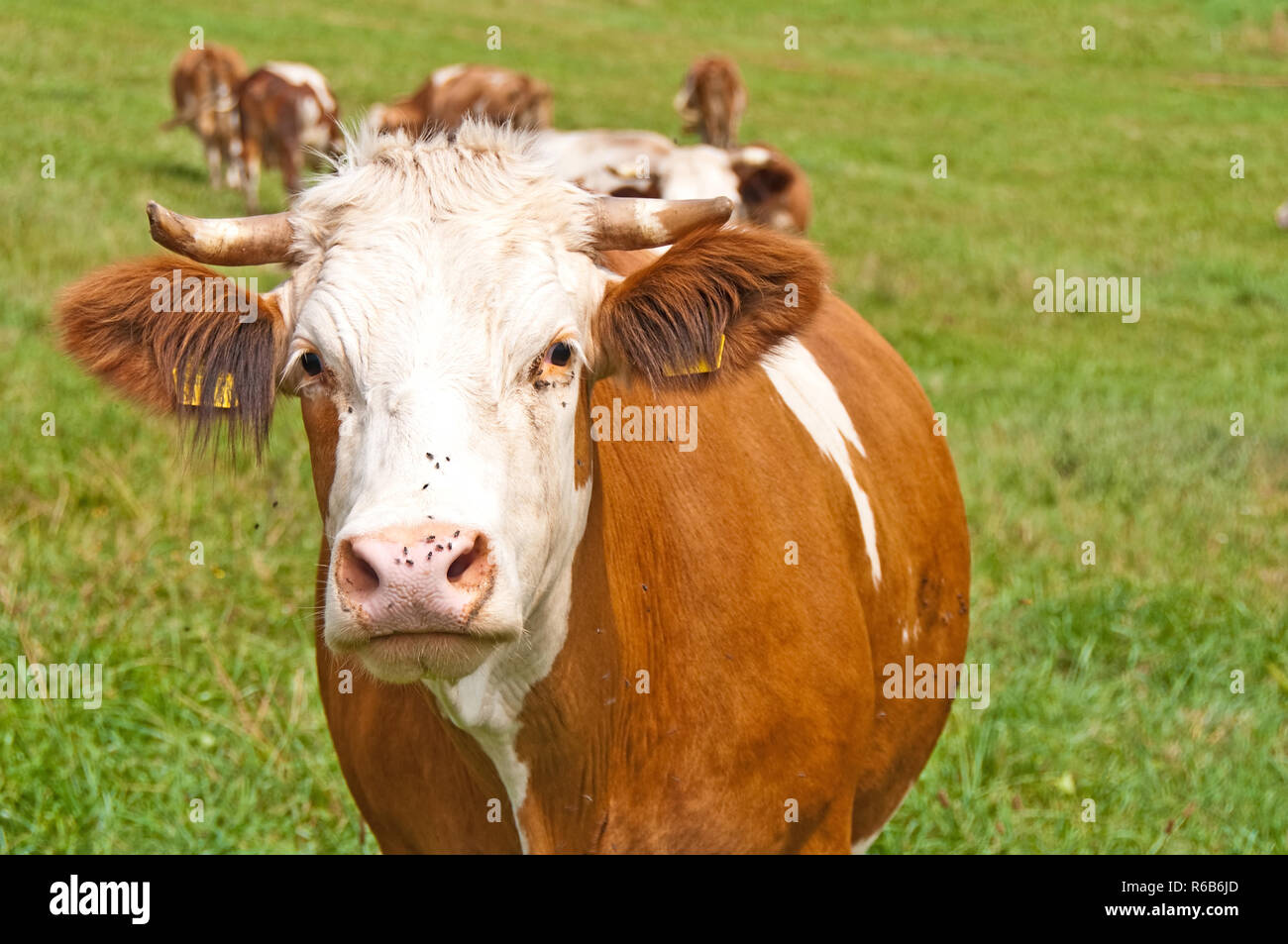 Cow With Panoramic View Stock Photo - Alamy