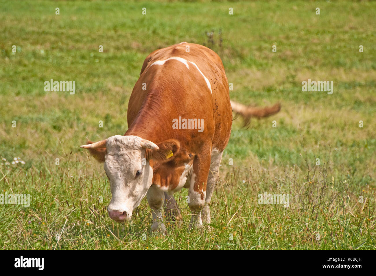 Cow With Panoramic View Stock Photo - Alamy