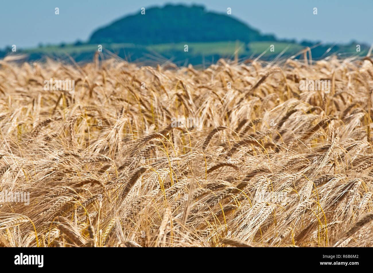 Field Of Barley Stock Photo - Alamy