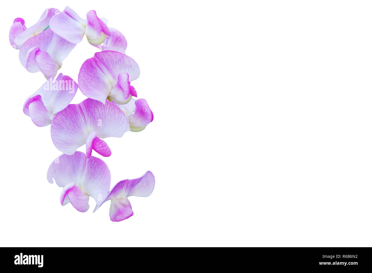 Common Tare On A White Background Stock Photo - Alamy