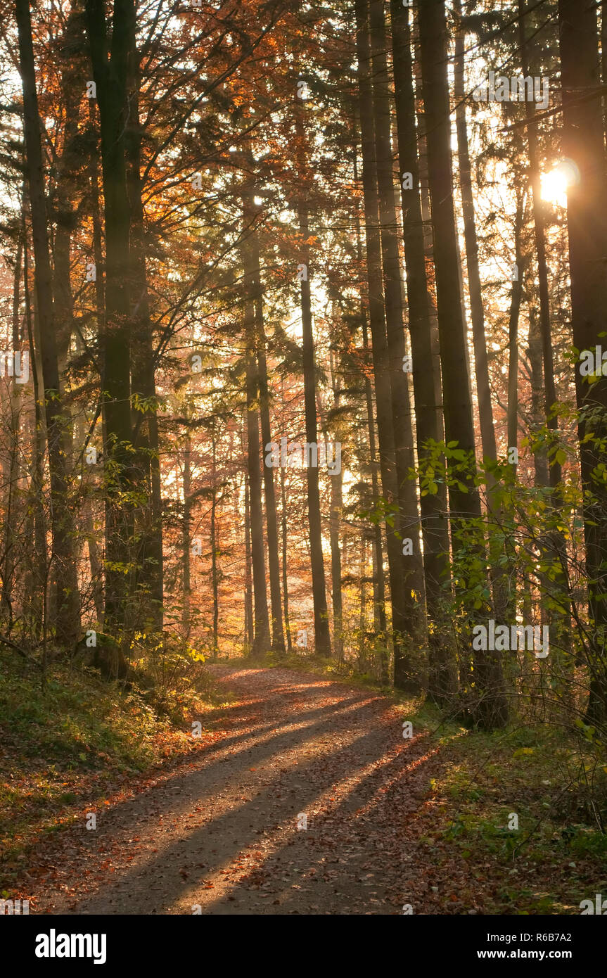 Painted forest hi-res stock photography and images - Alamy