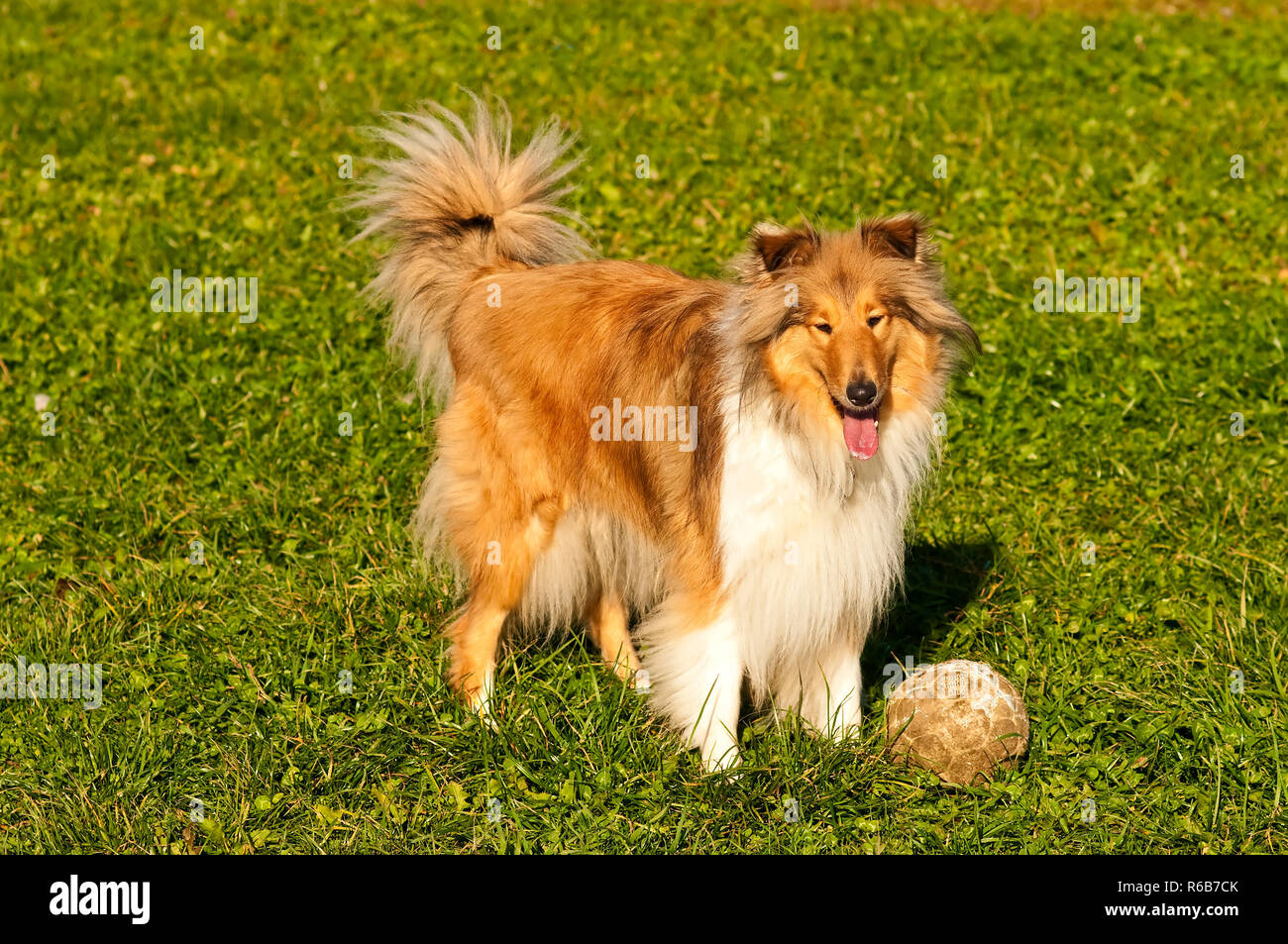 Collie With Ball Stock Photo - Alamy