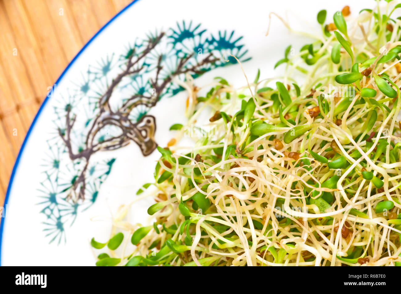 Sprouts Of Different Vegetables Stock Photo - Alamy
