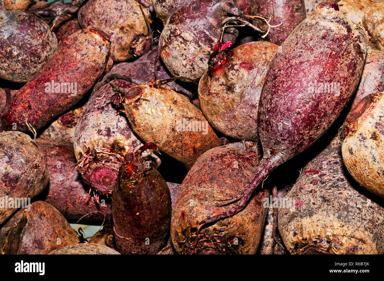 Long beet root closeup hi-res stock photography and images - Alamy