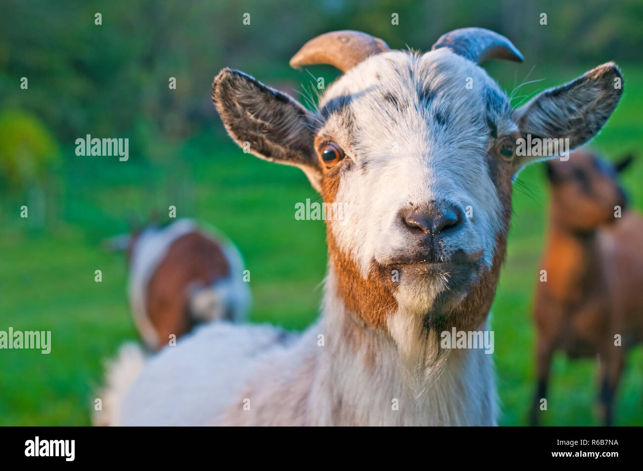 Serious goat hi-res stock photography and images - Alamy