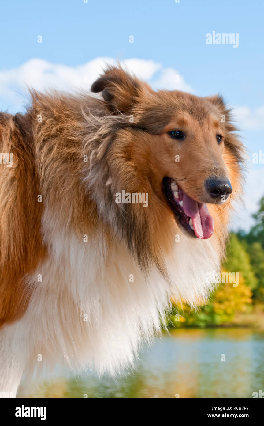 American Truebred Collie Stock Photo - Alamy