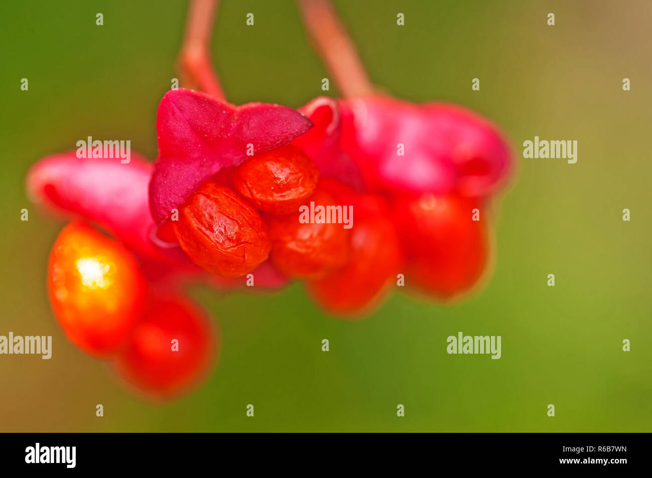 Berries Of The European Spindle Tree Stock Photo - Alamy
