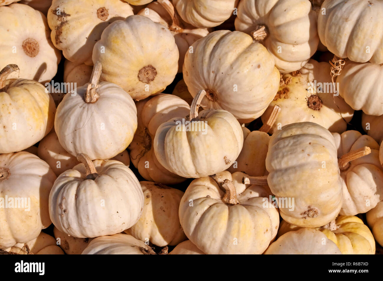 Baby Boo Squash High Resolution Stock Photography and Images - Alamy