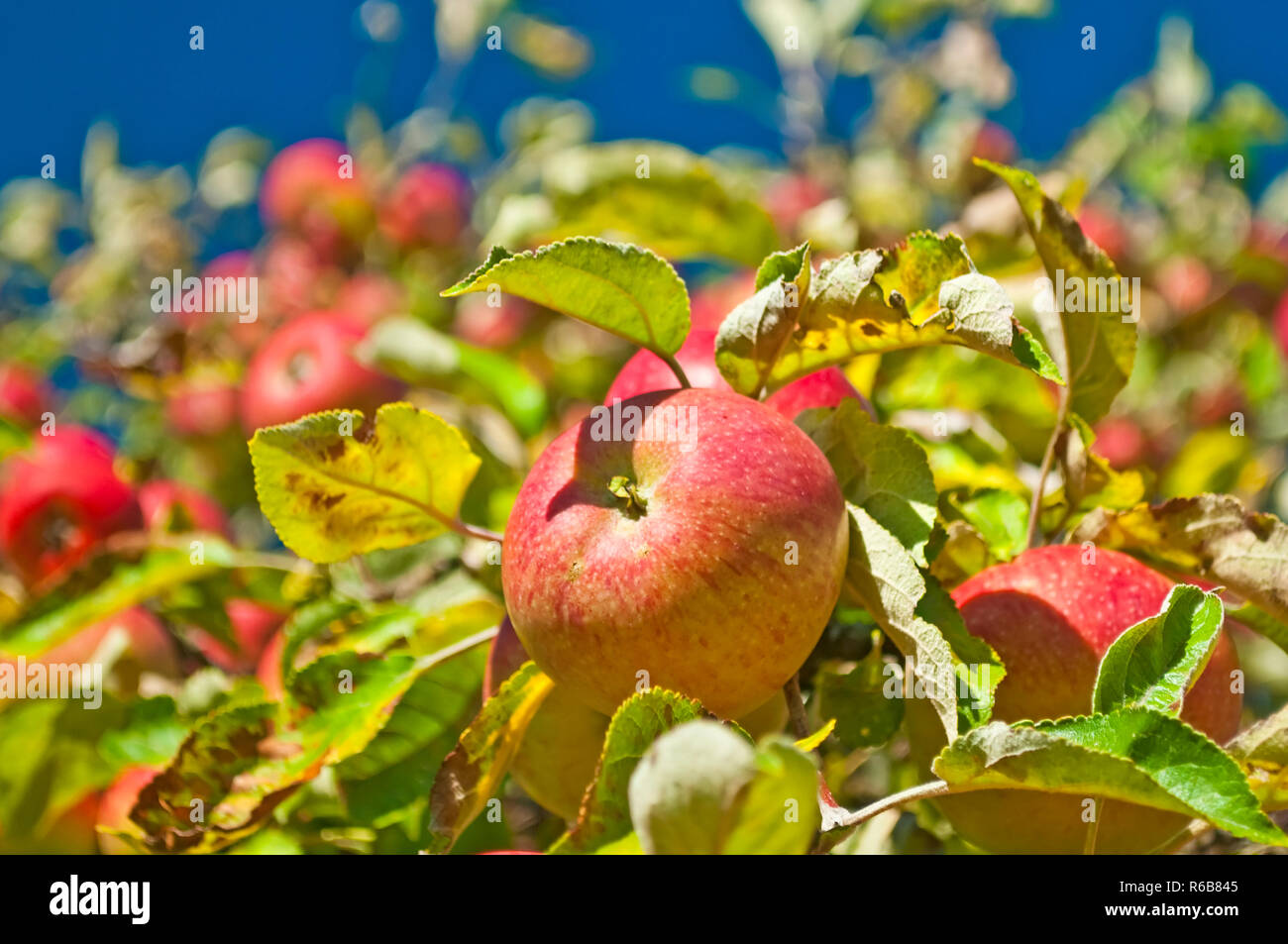 Apple On A Tree Stock Photo - Alamy