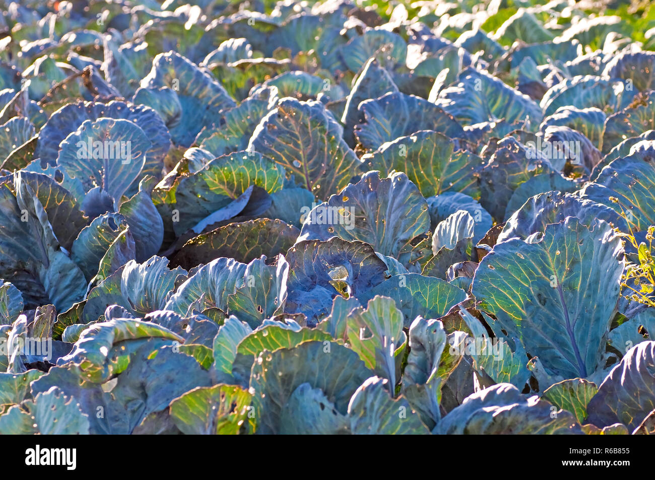 Biological Cultivation Of Kale Stock Photo - Alamy