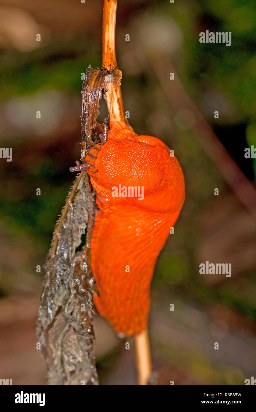 Aerial snail hi-res stock photography and images - Alamy