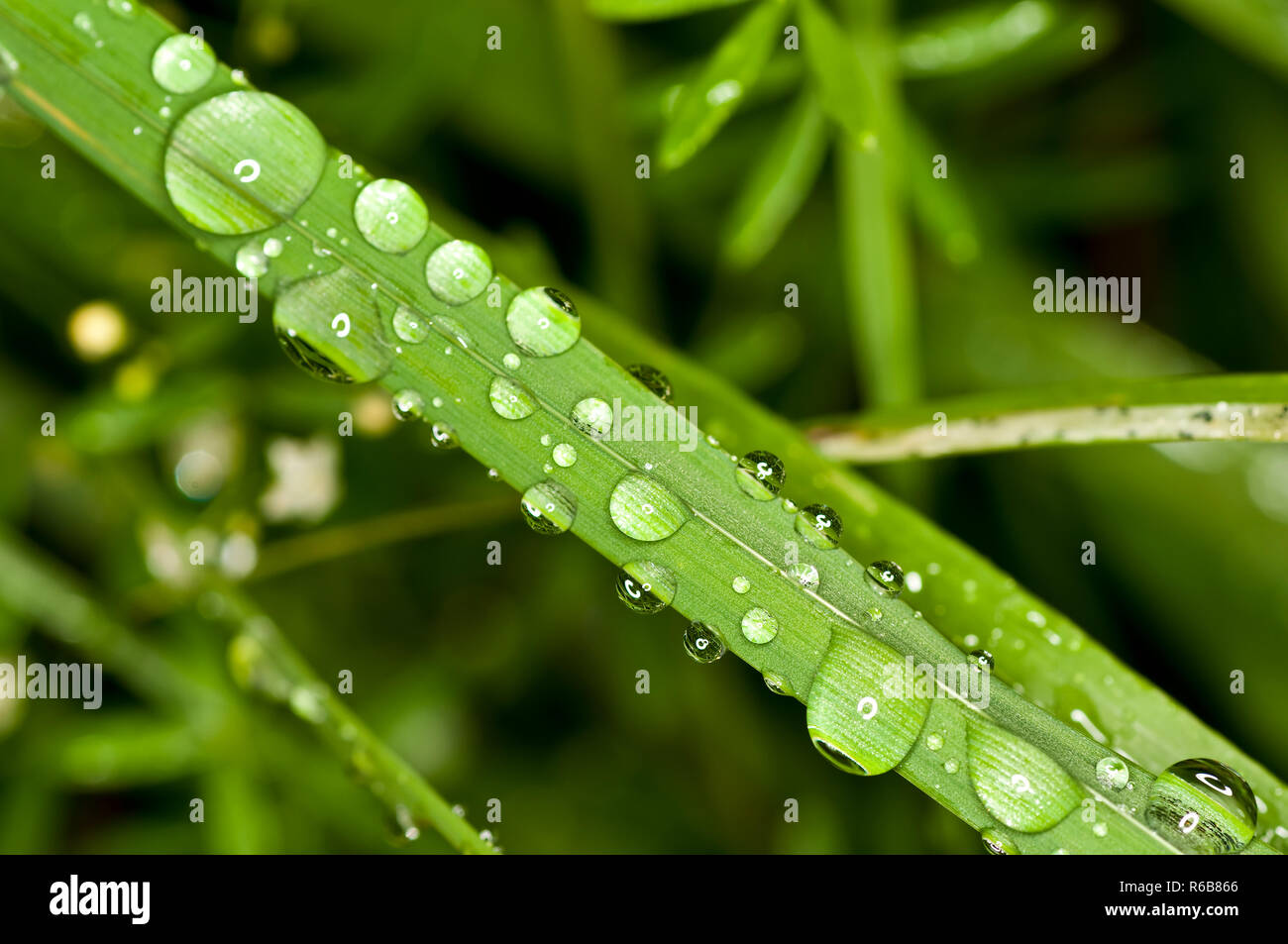 Grass With Raindrops Stock Photo - Alamy
