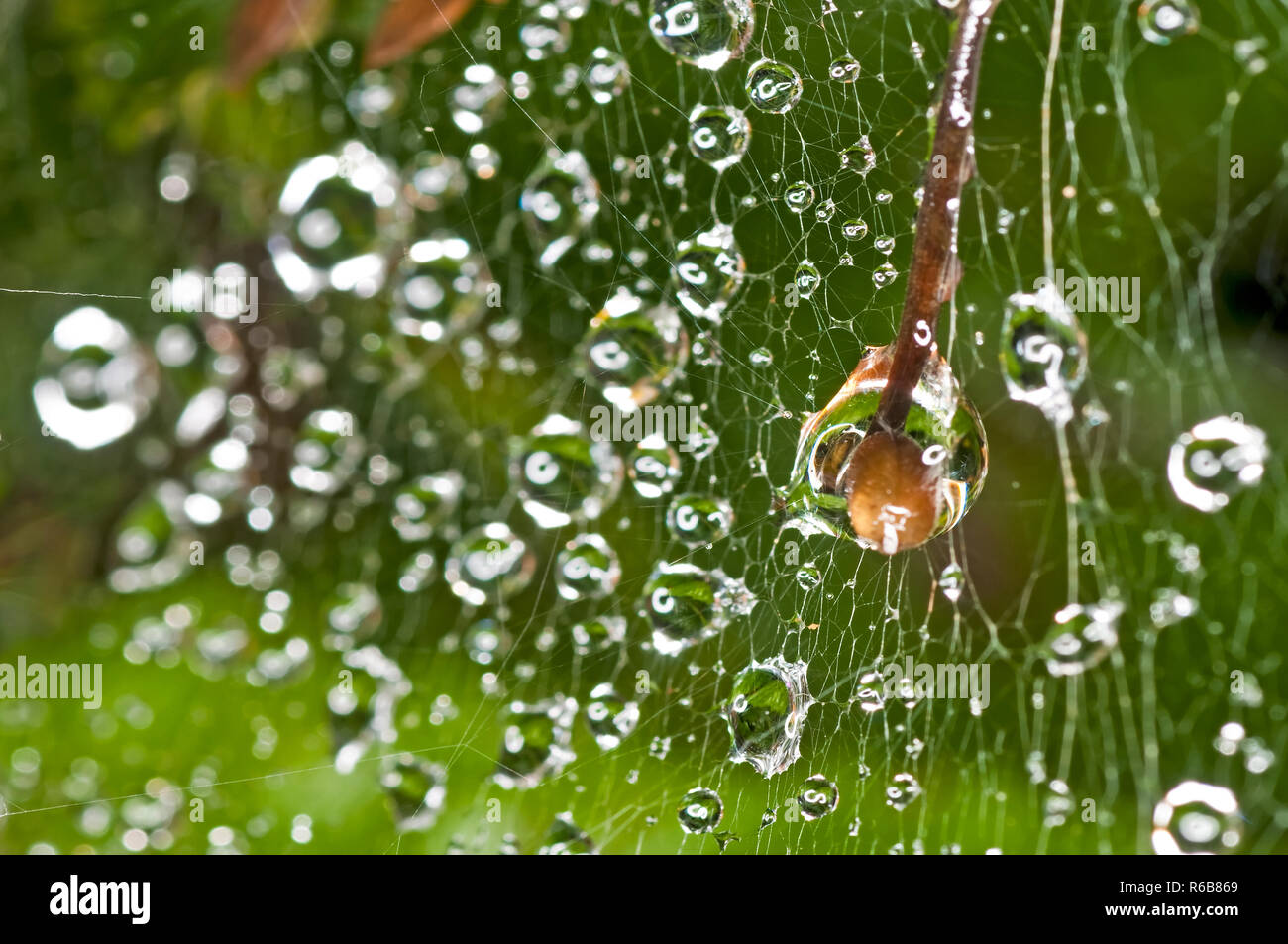Spider Web With Raindrops Stock Photo - Alamy